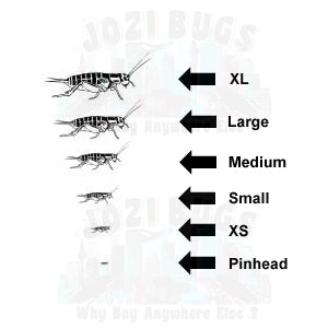 Grey Crickets – Jozi Bugs